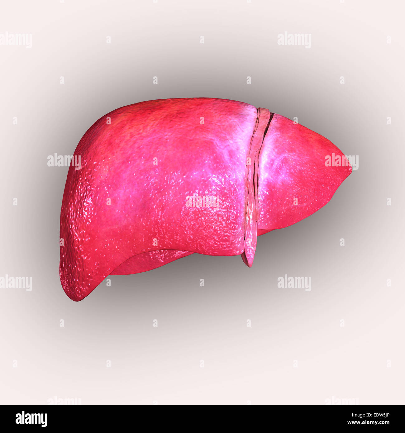 Fegato 3d immagini e fotografie stock ad alta risoluzione - Alamy