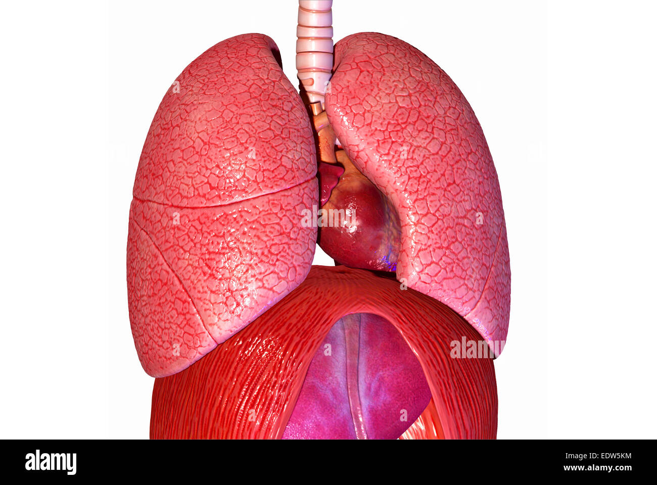 Polmone anatomia immagini e fotografie stock ad alta risoluzione - Alamy