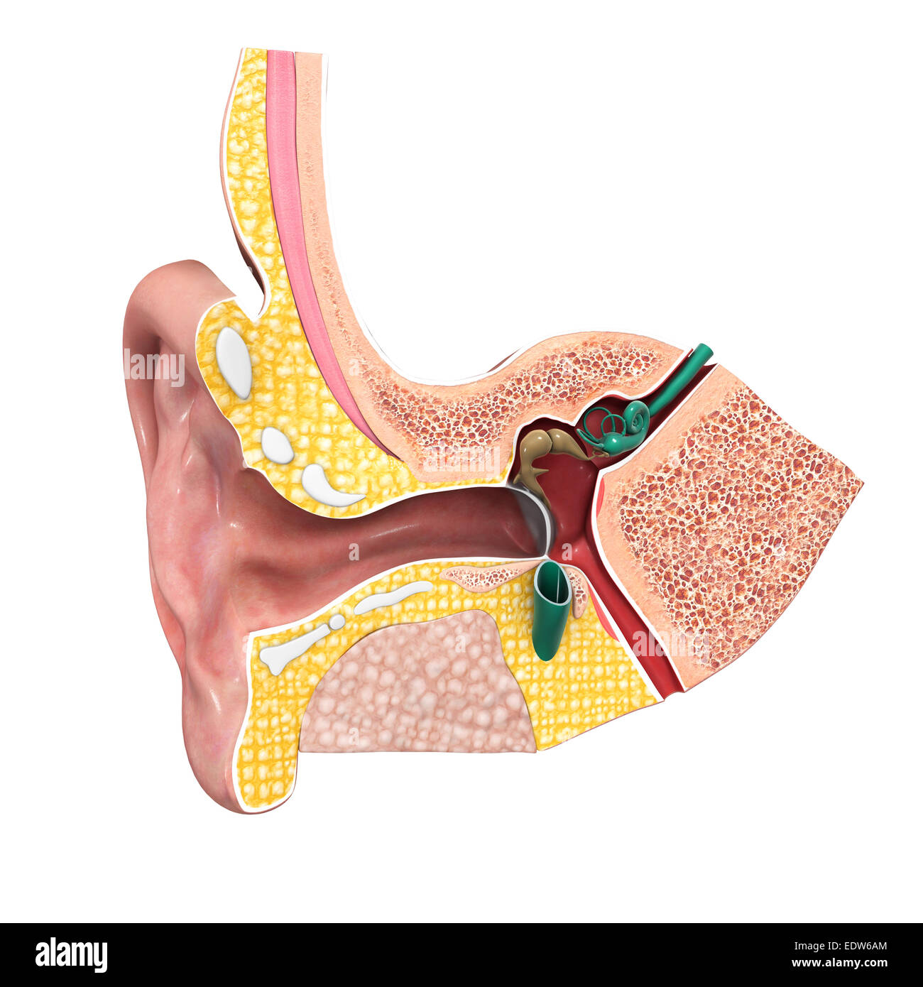 Anatomia dell'orecchio immagini e fotografie stock ad alta risoluzione ...