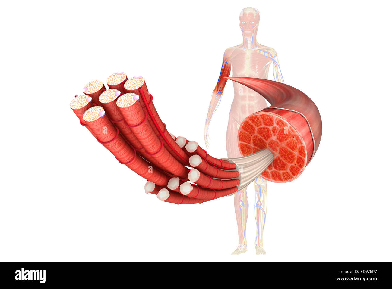 Anatomia muscolare posteriore immagini e fotografie stock ad alta ...
