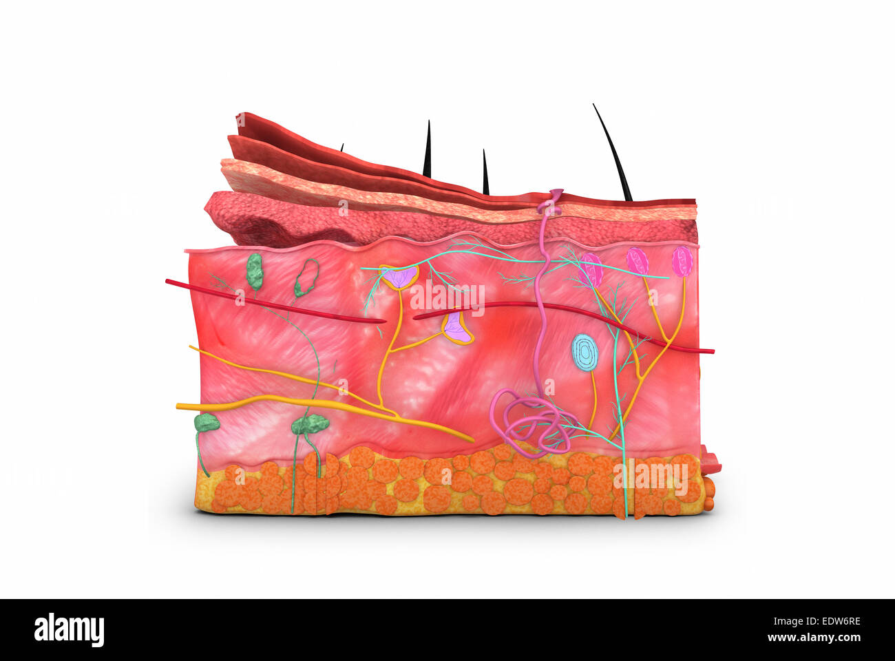 Anatomia della pelle Foto stock - Alamy