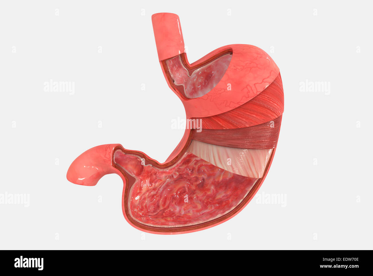 Strati di stomaco immagini e fotografie stock ad alta risoluzione - Alamy