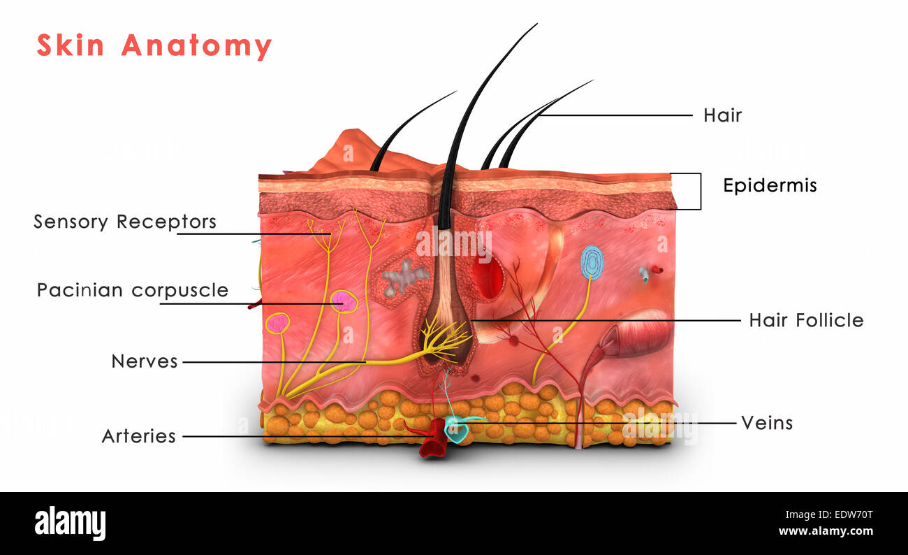 La pelle anatomia immagini e fotografie stock ad alta risoluzione - Alamy