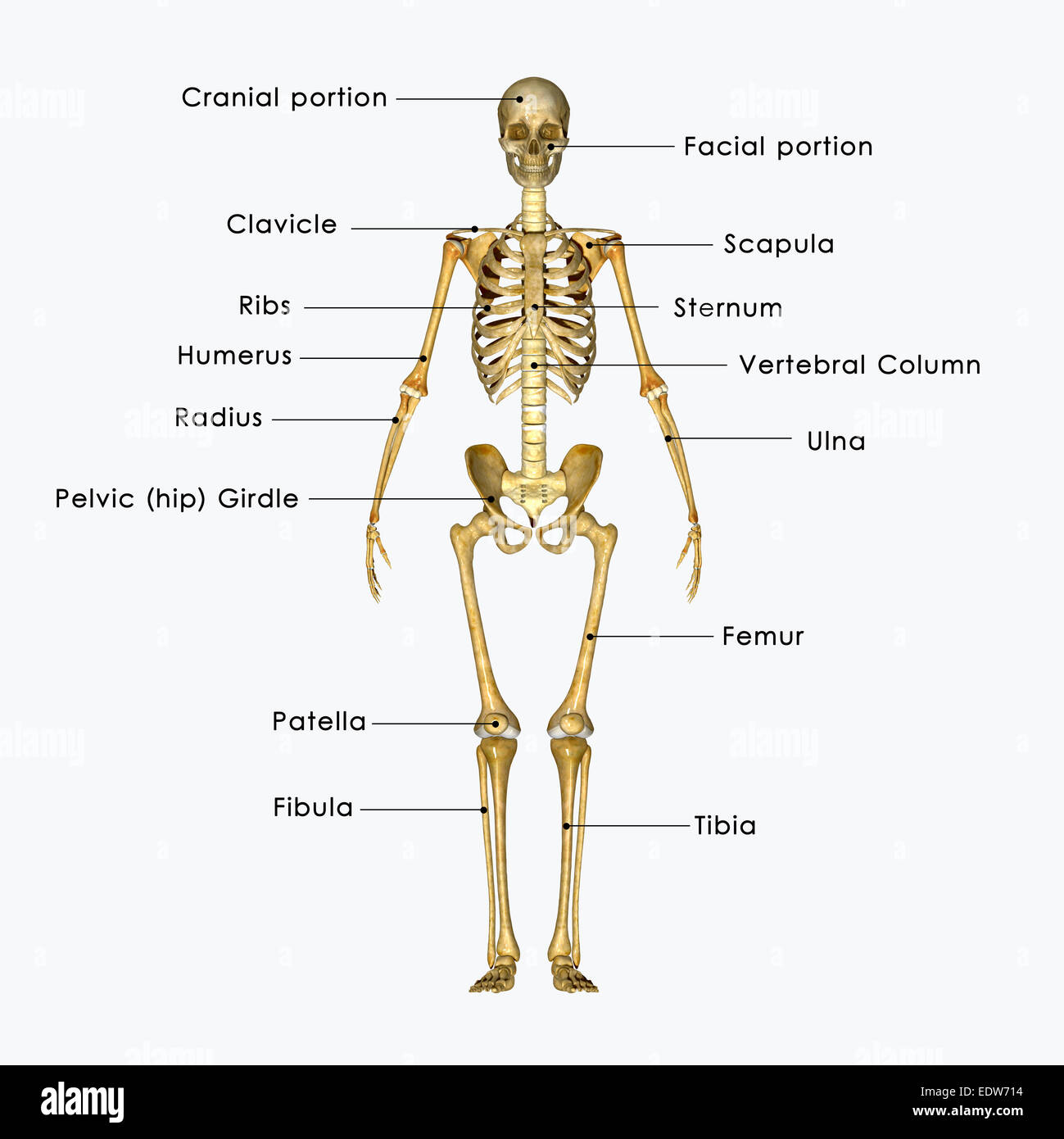 Anatomia dello scheletro umano Immagini senza sfondo e Foto Stock ...