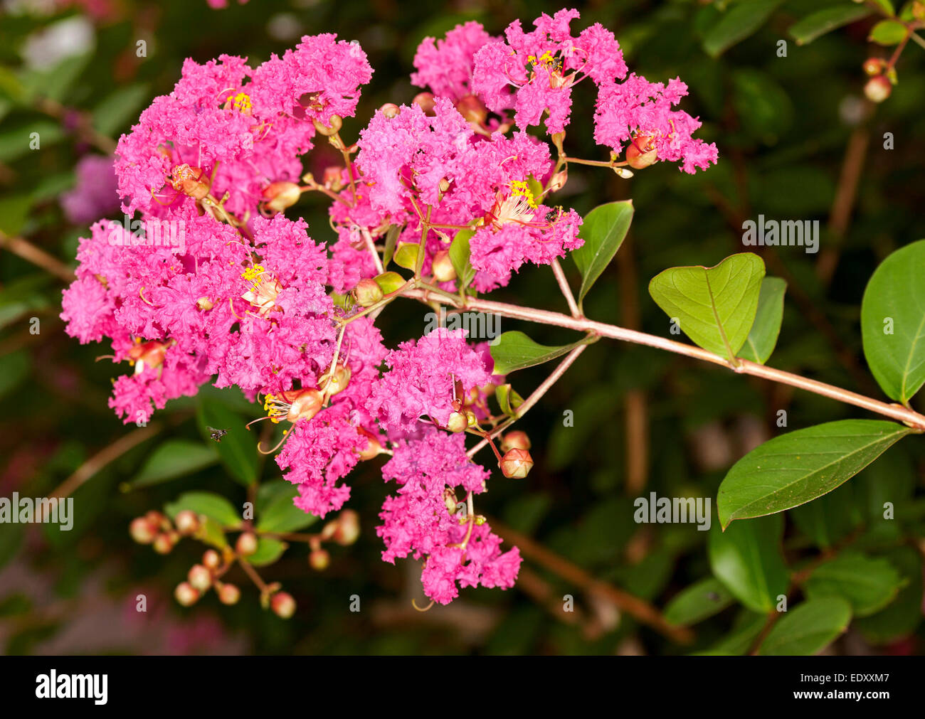 Lagerstroemia lagerstroemia indica immagini e fotografie stock ad alta ...