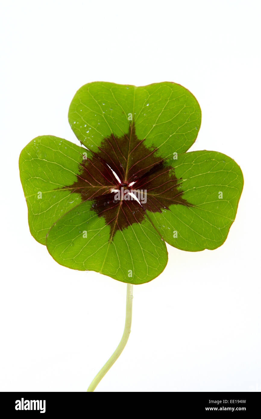 Vierblaettriges kleeblatt immagini e fotografie stock ad alta ...