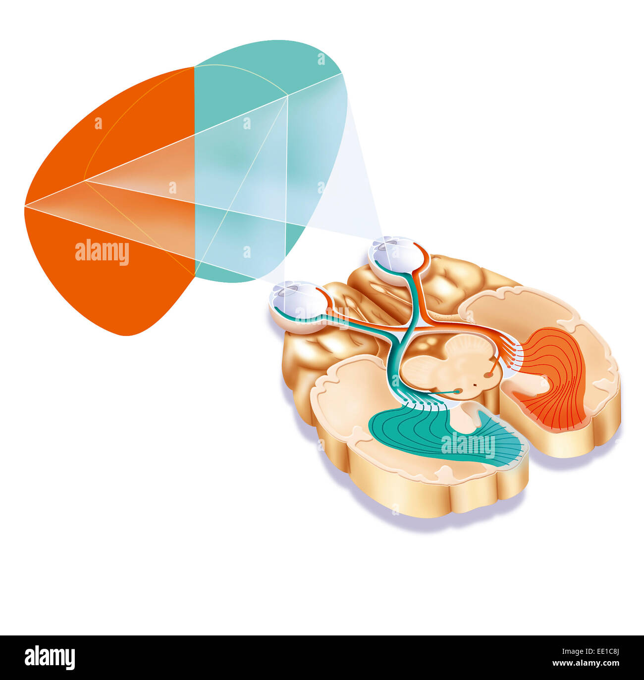 Corteccia visiva primaria immagini e fotografie stock ad alta ...