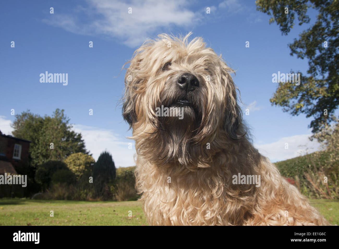 Cane domestico, da un morbido rivestimento Wheaten Terrier, adulto ...