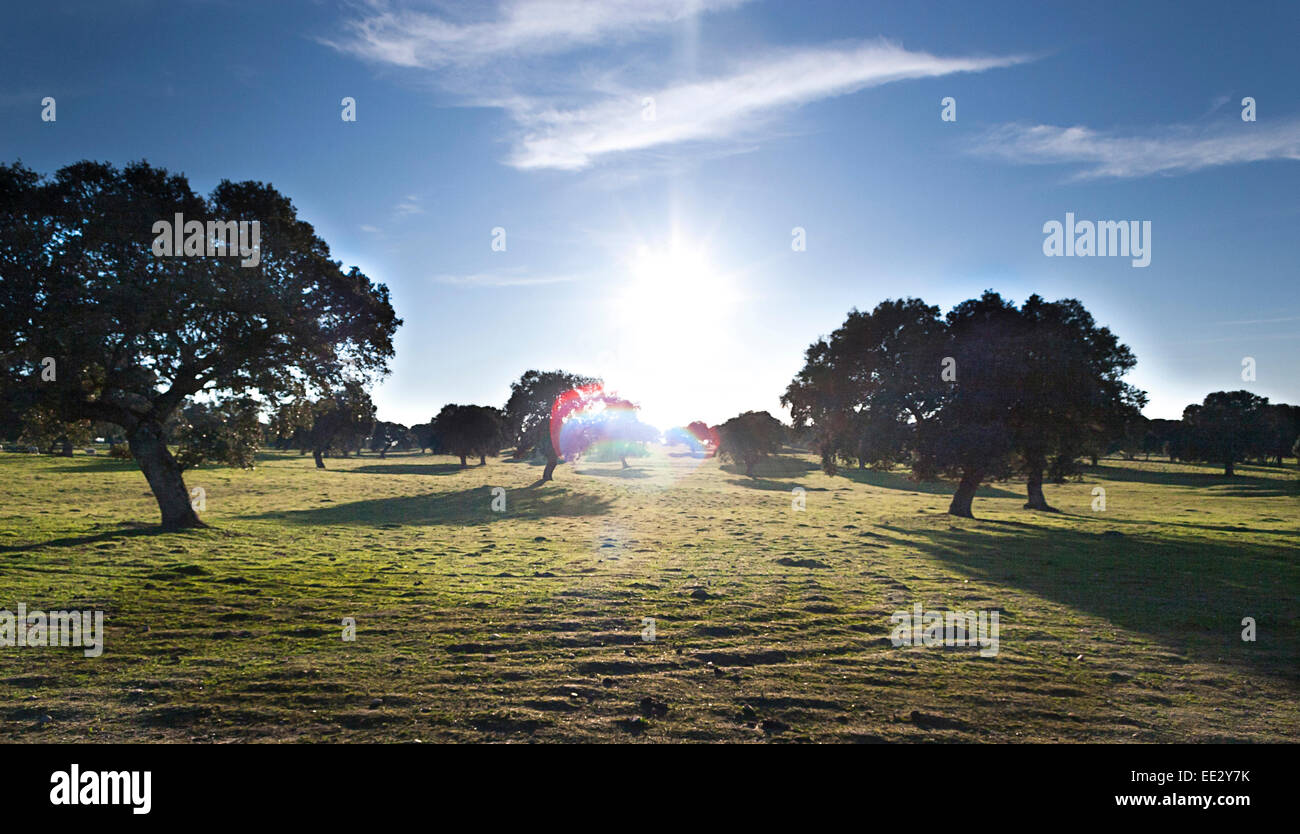 Pianta di leccio immagini e fotografie stock ad alta risoluzione - Alamy