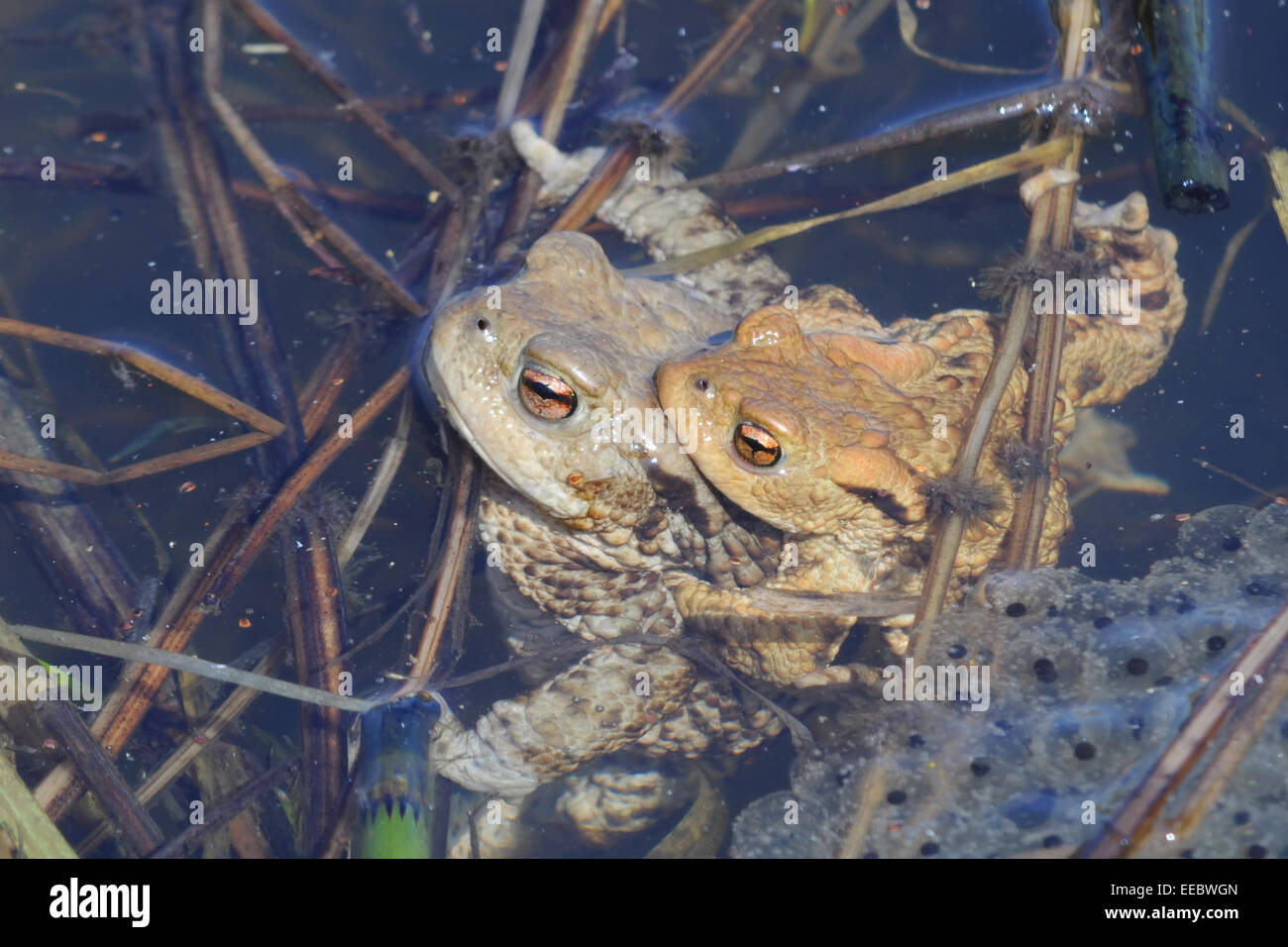 Uova di rospo immagini e fotografie stock ad alta risoluzione - Alamy
