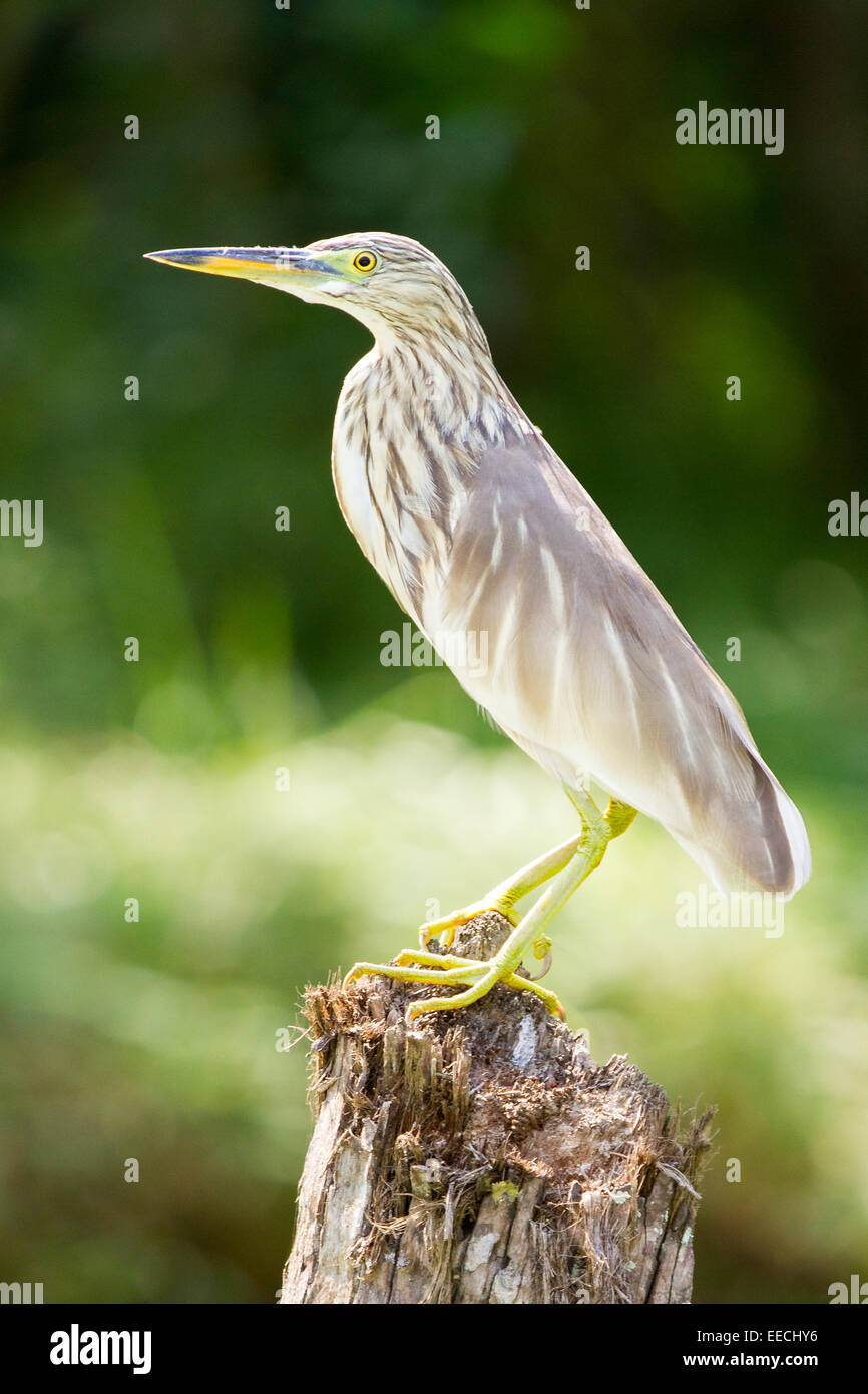 Fauna selvatica del kerala immagini e fotografie stock ad alta ...
