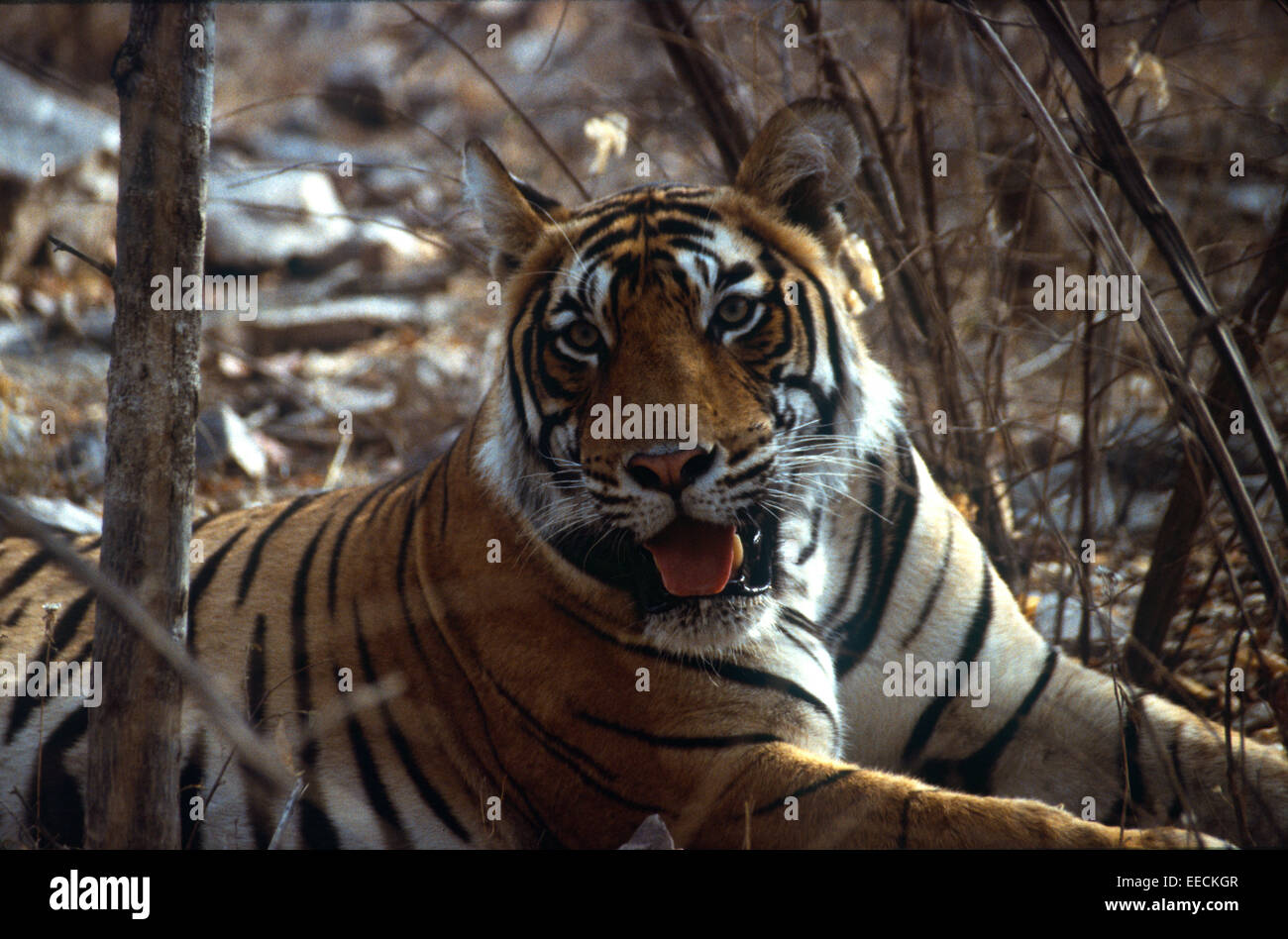 Tigre del bangladesh immagini e fotografie stock ad alta risoluzione ...