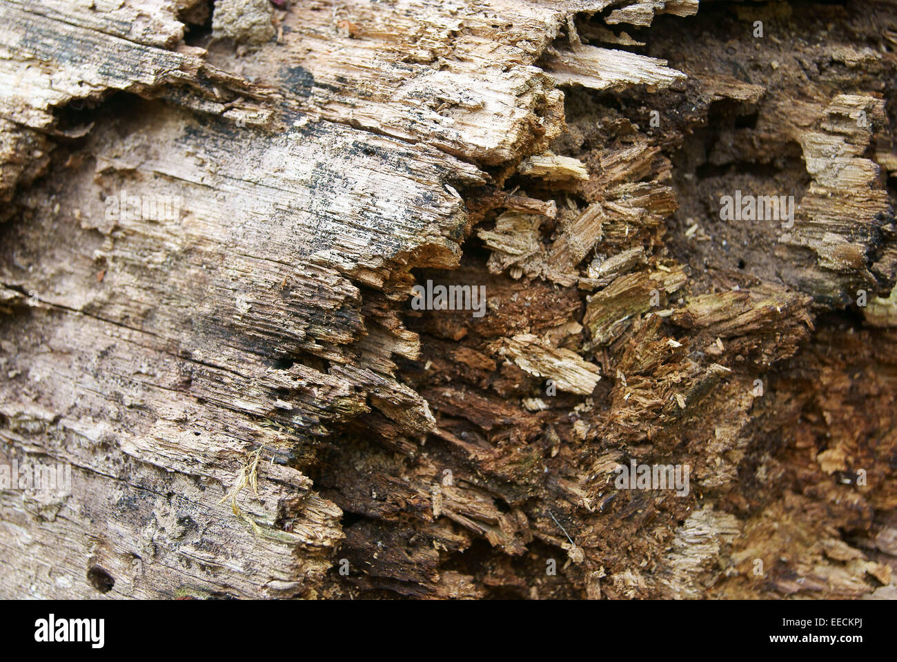 Legno mangiato dagli insetti immagini e fotografie stock ad alta ...