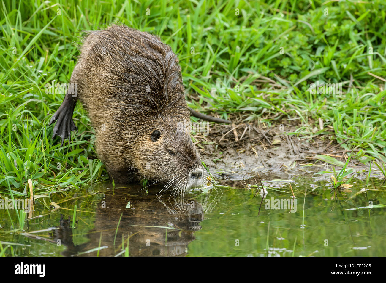 Fiume dei roditori immagini e fotografie stock ad alta risoluzione - Alamy