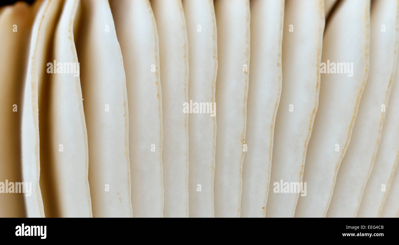 Ravvicinata delle branchie immagini e fotografie stock ad alta ...