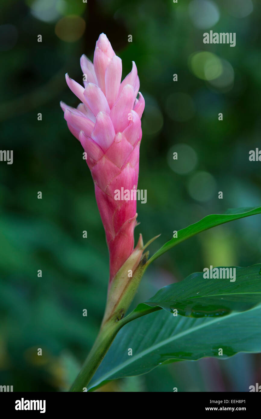 Zenzero rosa cono immagini e fotografie stock ad alta risoluzione - Alamy