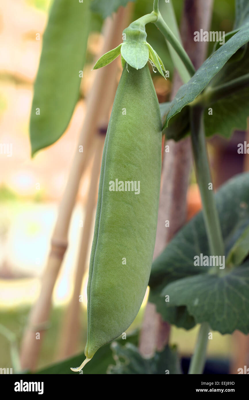 Come coltivare la pianta di piselli immagini e fotografie stock ad alta ...