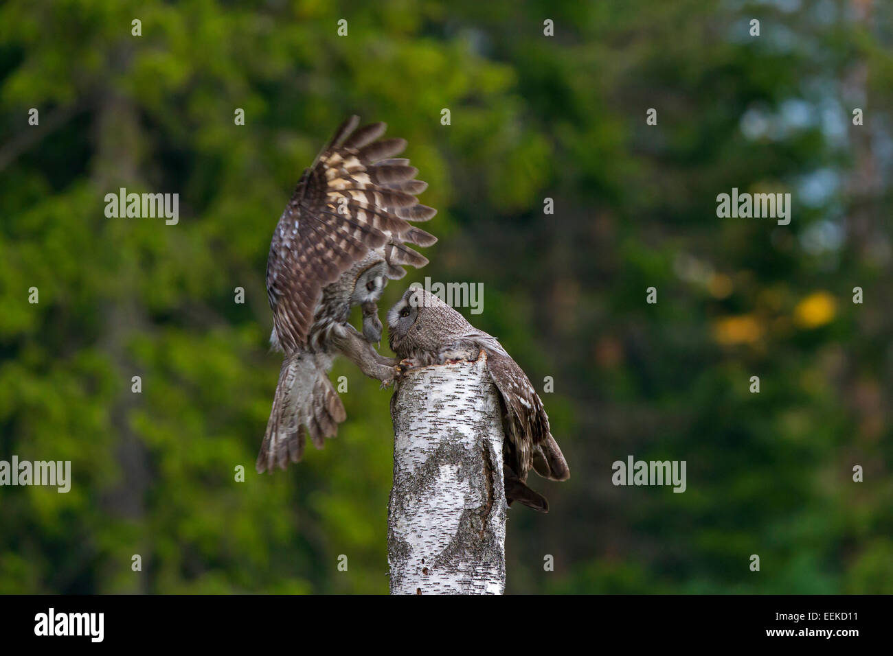 Civette Nella Struttura Ad Albero Immagini e Fotos Stock - Alamy