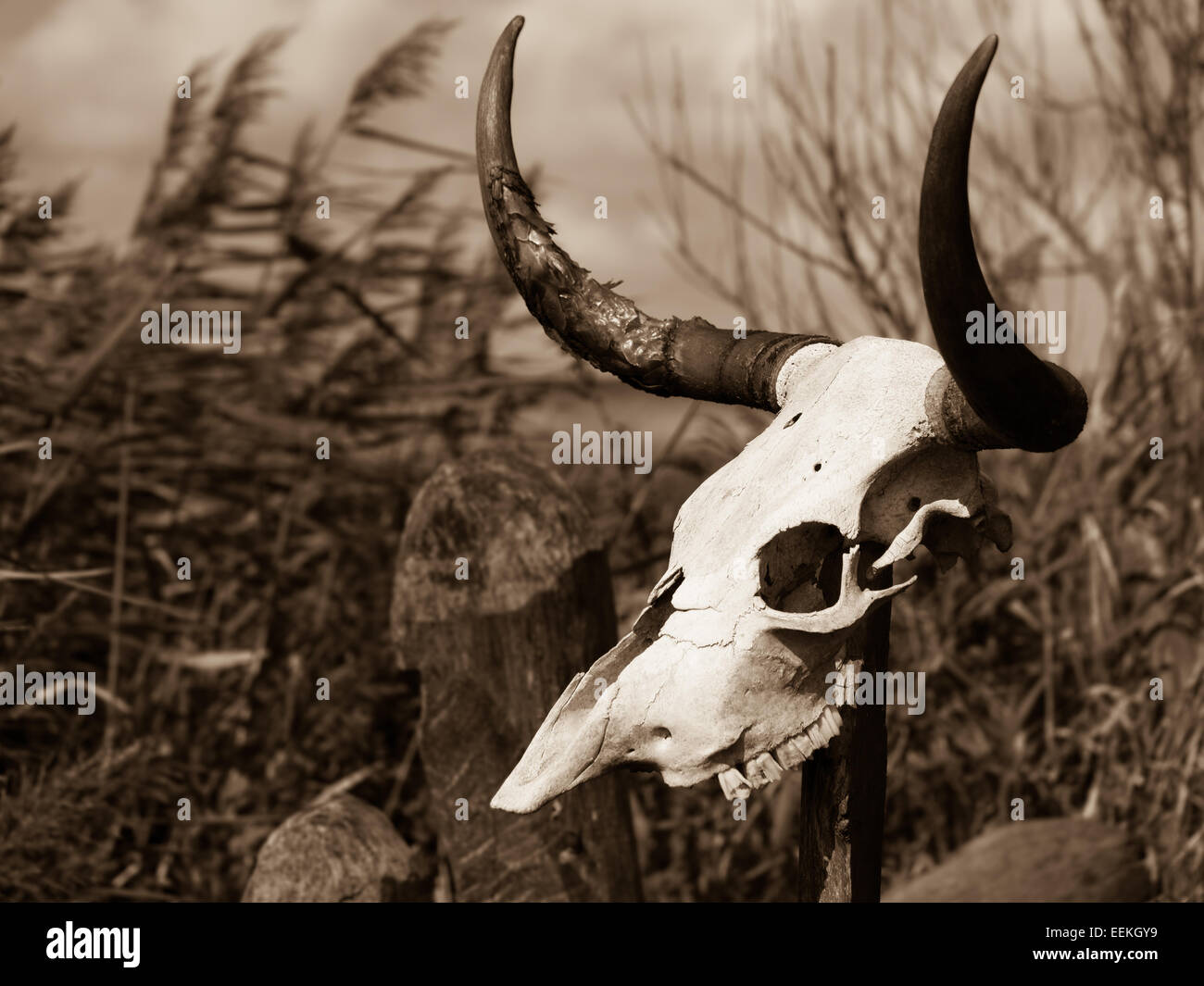 Trofeo di teschio di bufalo immagini e fotografie stock ad alta ...