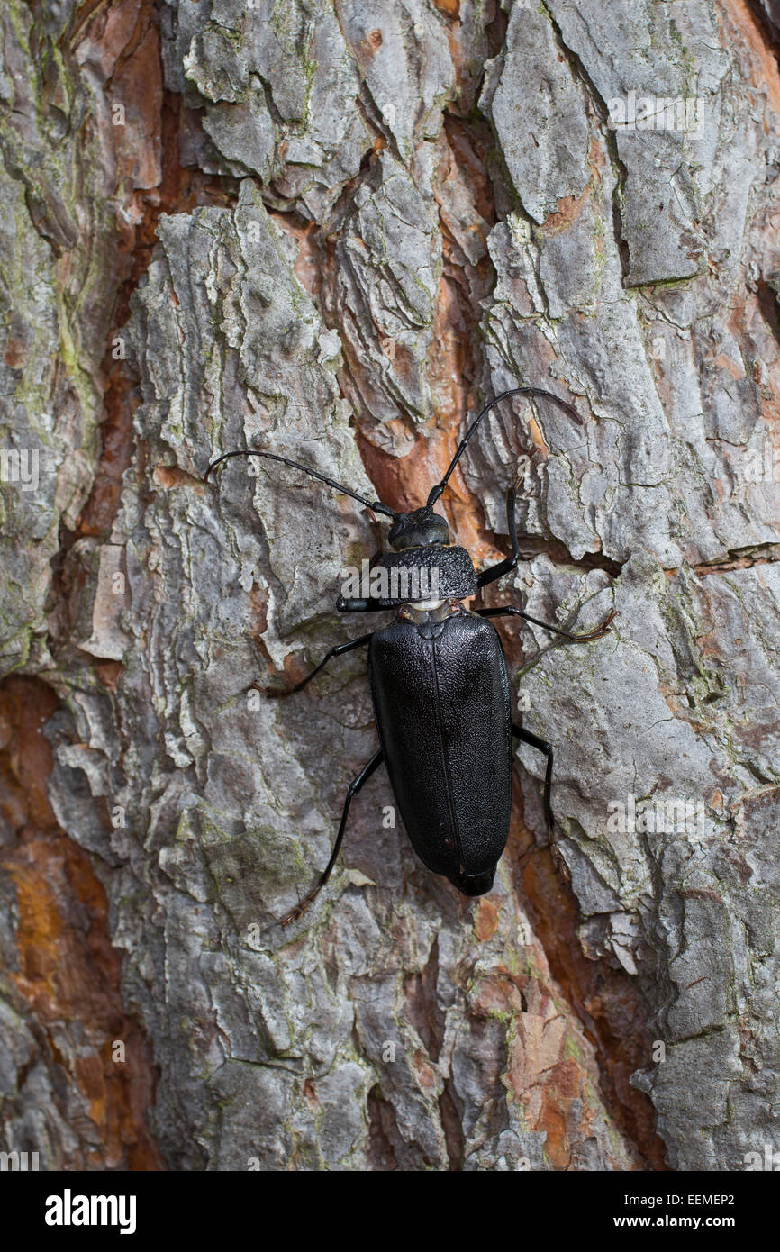 Coleottero dalle lunghe corna immagini e fotografie stock ad alta ...