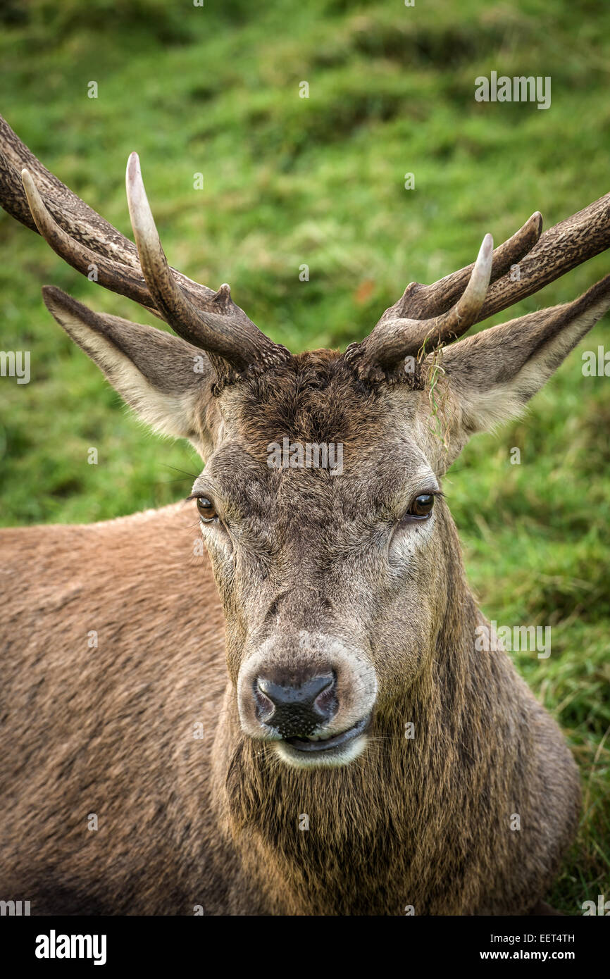 Animale del parco immagini e fotografie stock ad alta risoluzione - Alamy