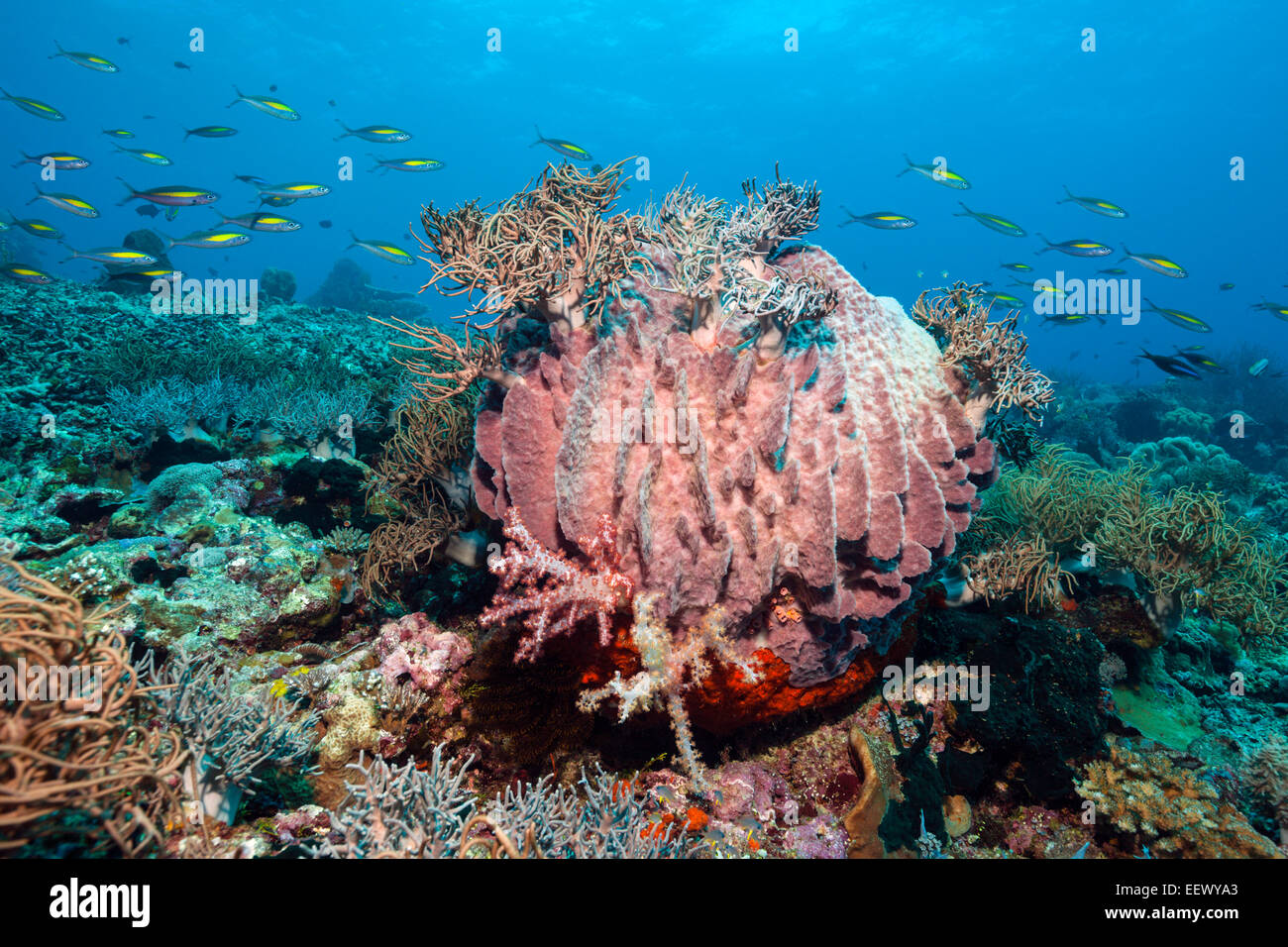 Spugne marine da colorare immagini e fotografie stock ad alta ...