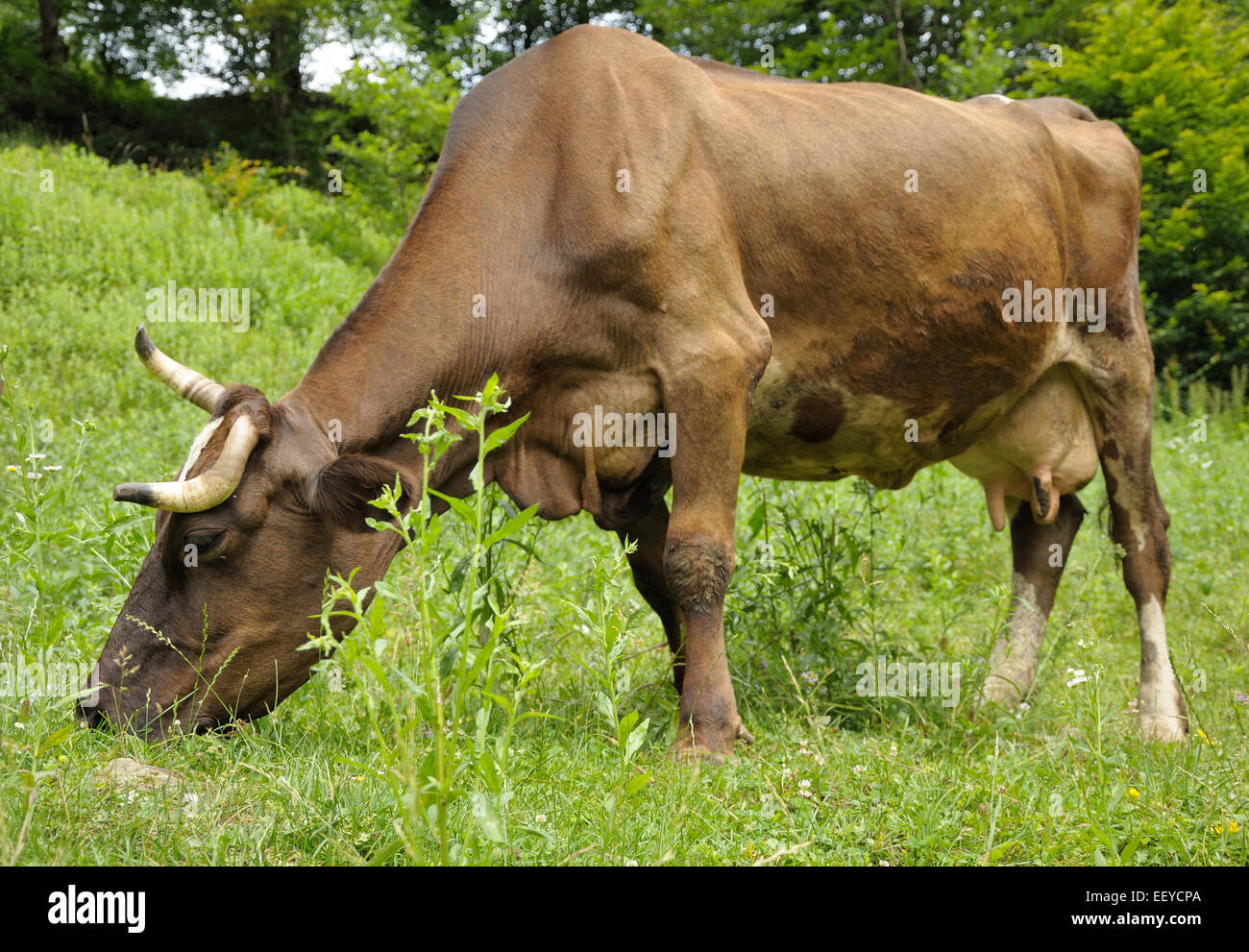 Testa di mucca marrone immagini e fotografie stock ad alta risoluzione ...