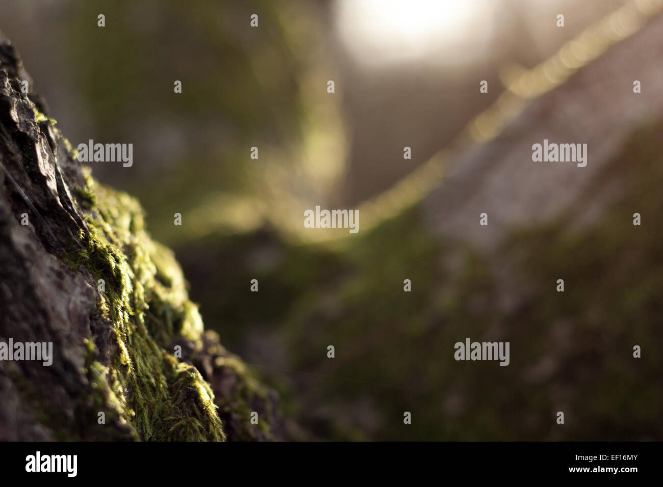 Muffa verde immagini e fotografie stock ad alta risoluzione - Alamy