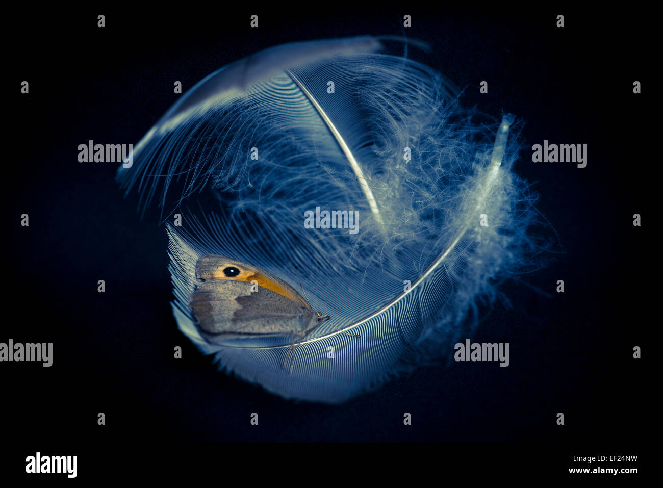 Farfalla strana immagini e fotografie stock ad alta risoluzione - Alamy