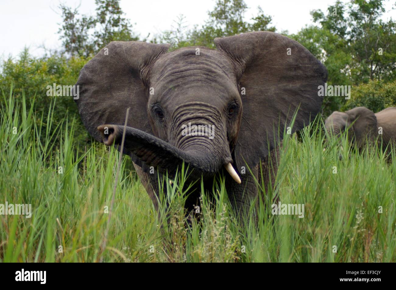 Trumpet of an elephant immagini e fotografie stock ad alta risoluzione ...