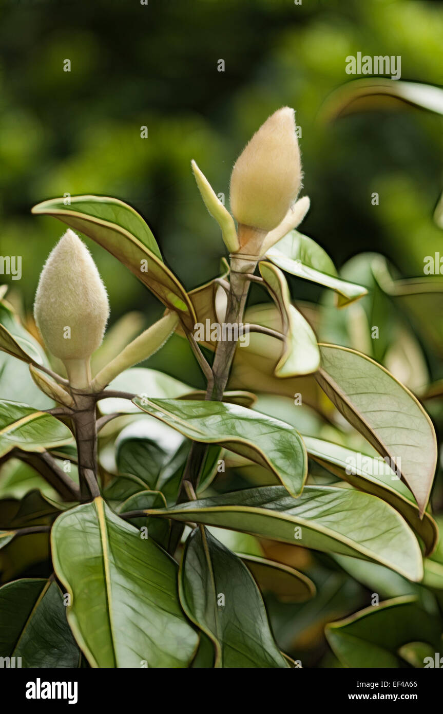 Albero di magnolia grandiflora immagini e fotografie stock ad alta ...