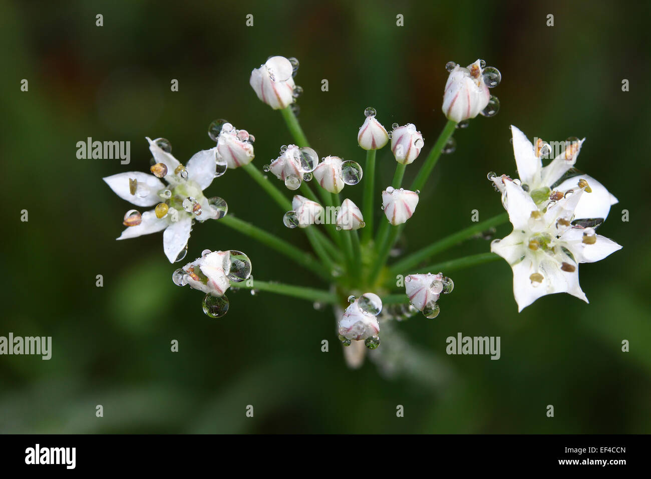 Fiore di porro immagini e fotografie stock ad alta risoluzione - Alamy