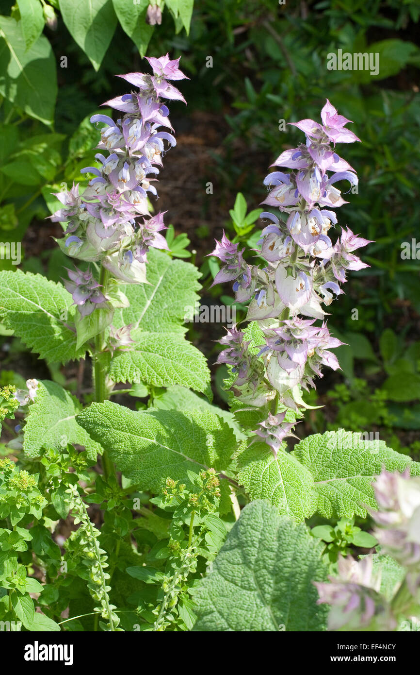 Salvia sclarea, Muscatel Sage, Muskatellersalbei, Muskateller-Salbei ...