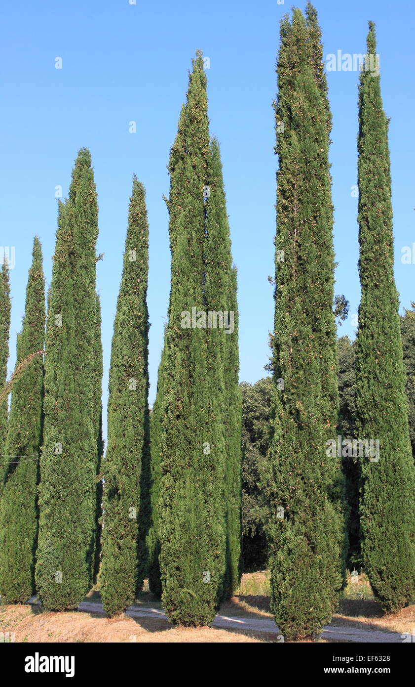 Strada con cipressi e una casa colonica immagini e fotografie stock ad ...