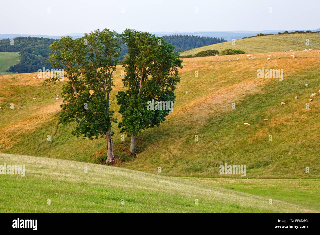 Due alberi nella radura immagini e fotografie stock ad alta risoluzione ...
