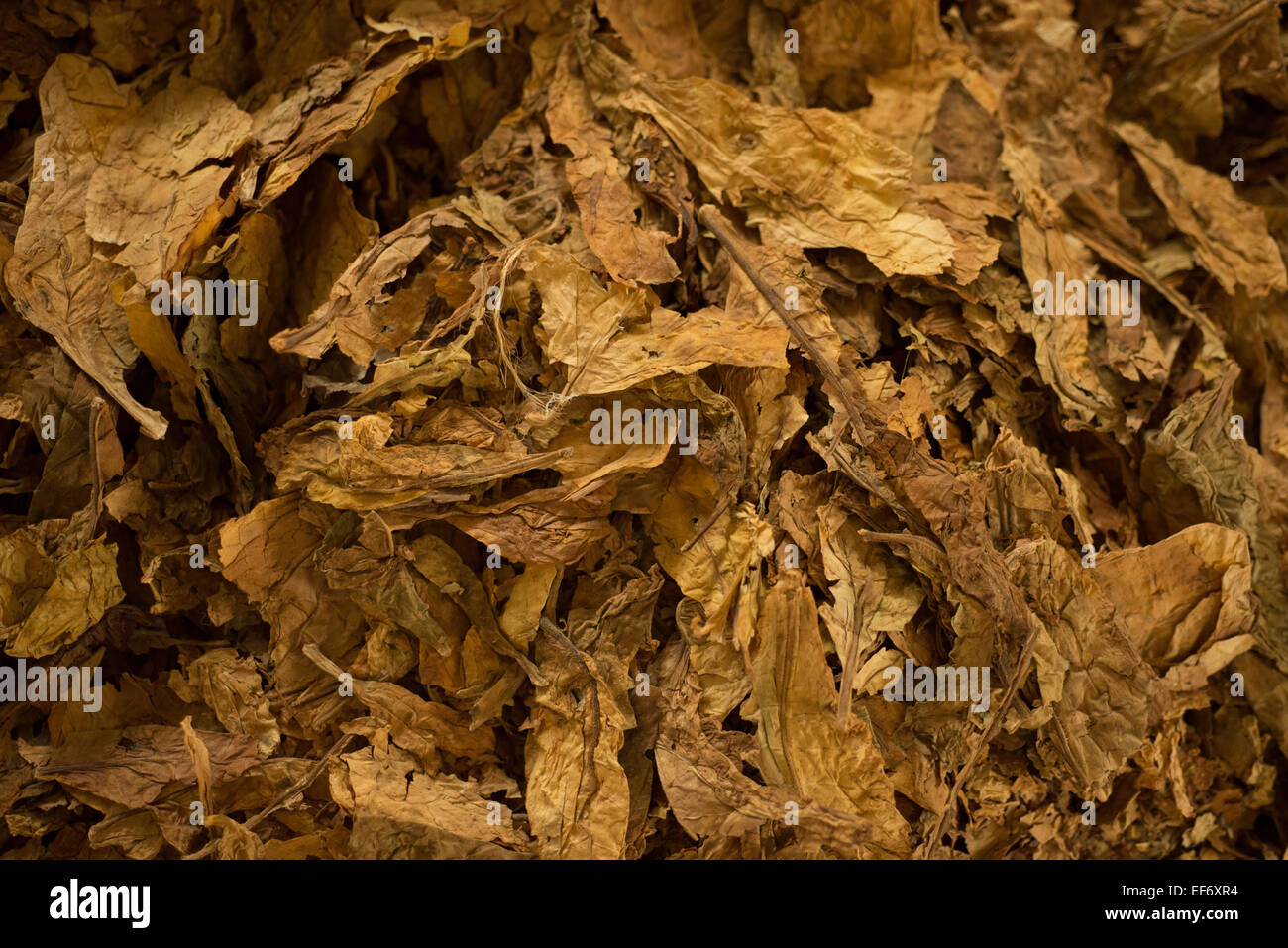 Tabacco sfuso immagini e fotografie stock ad alta risoluzione - Alamy