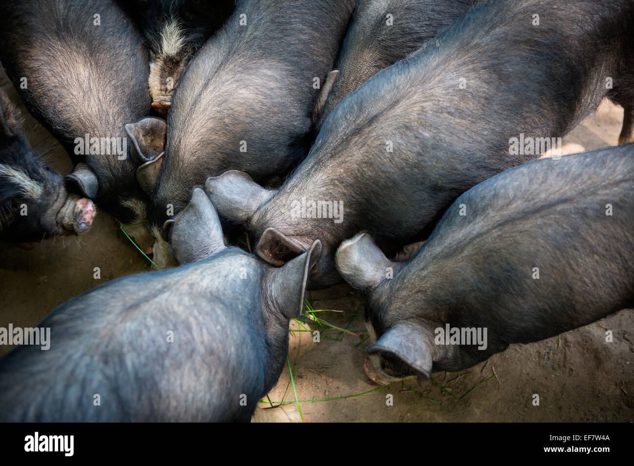 Rara Razza Di Maiale Immagini e Fotos Stock - Alamy