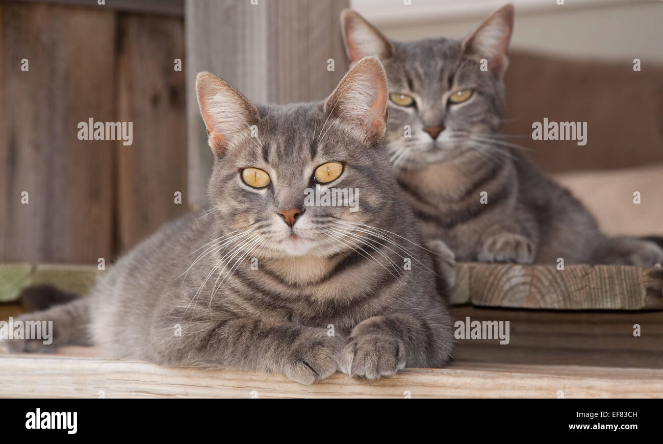 Tabby cats immagini e fotografie stock ad alta risoluzione - Alamy