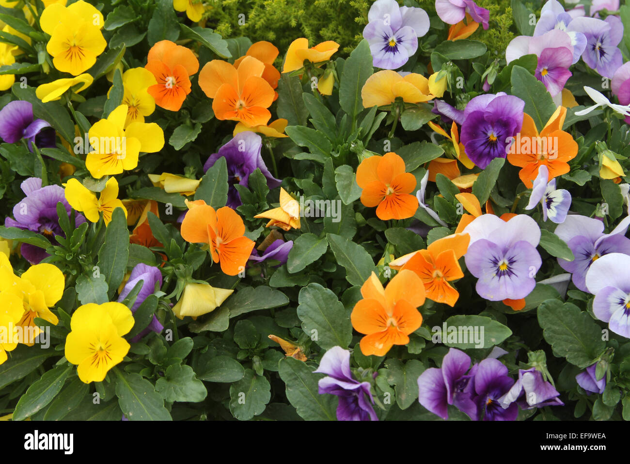 Fiori di vari colori immagini e fotografie stock ad alta risoluzione ...