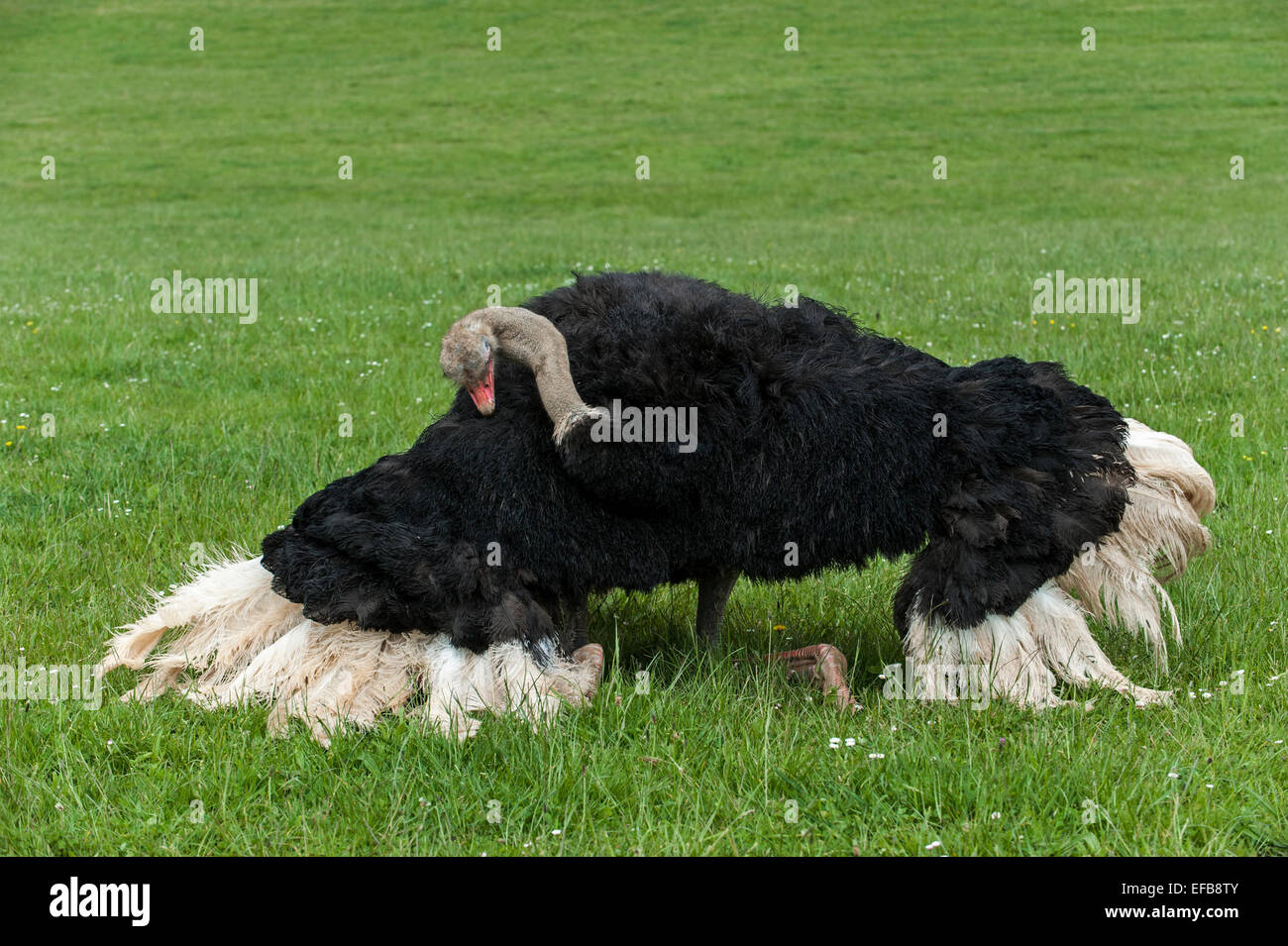 Danza di corteggiamento immagini e fotografie stock ad alta risoluzione ...