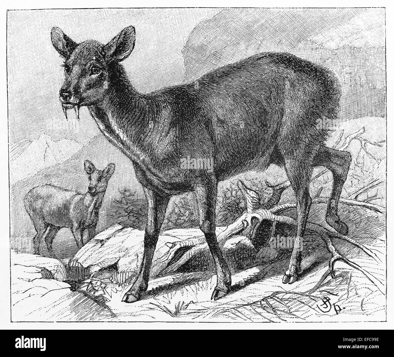 Disegnodi cervo immagini e fotografie stock ad alta risoluzione - Alamy