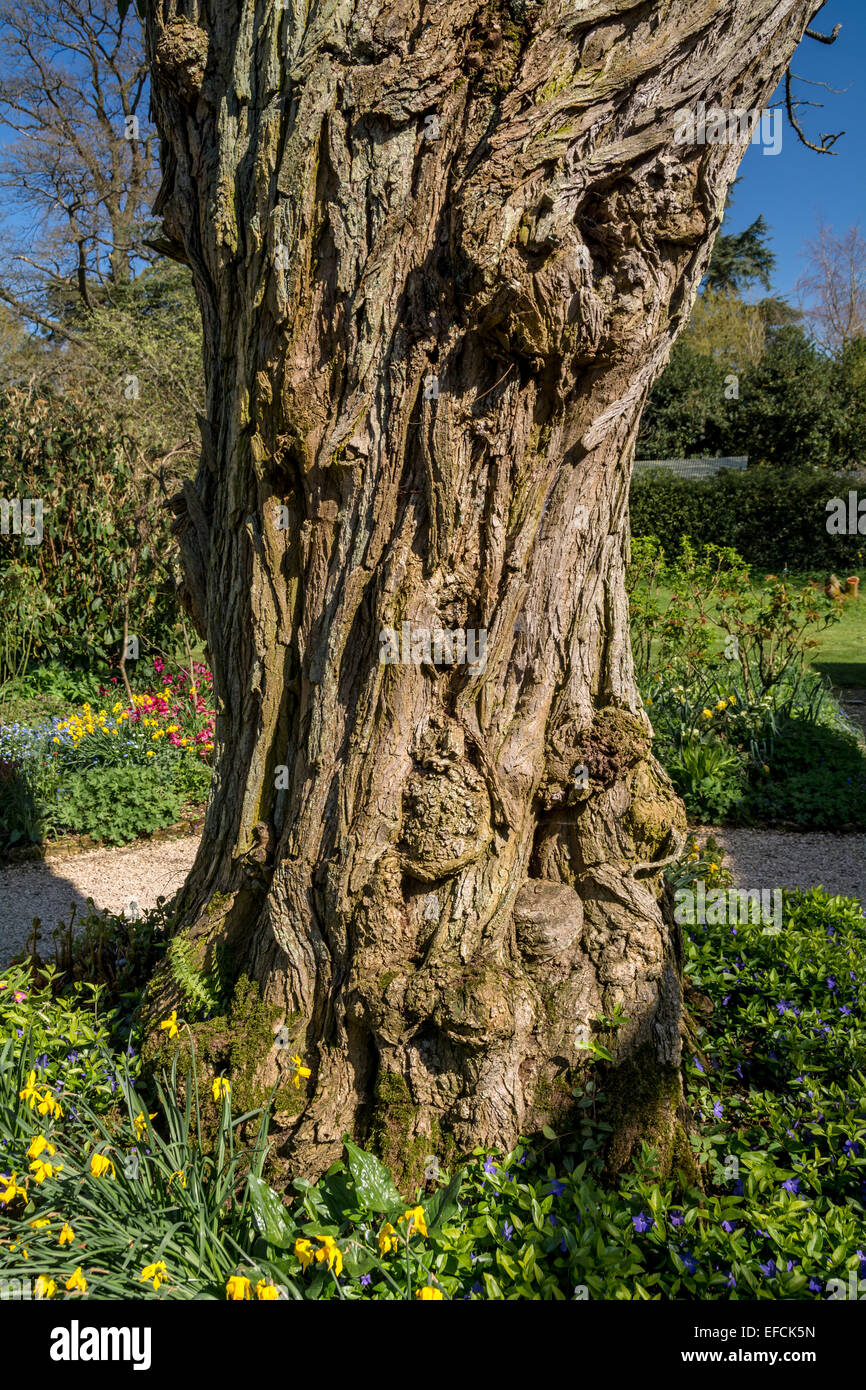 Tronco di albero con profondamente increspata e nodose corteccia Foto ...