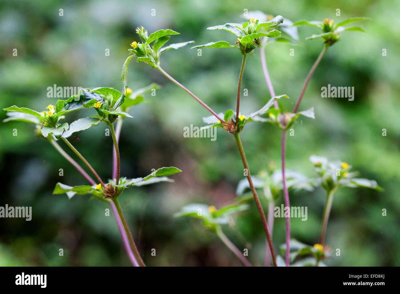 Comune di San Paolo il mosto di malto (Sigesbeckia orientalis) pianta ...