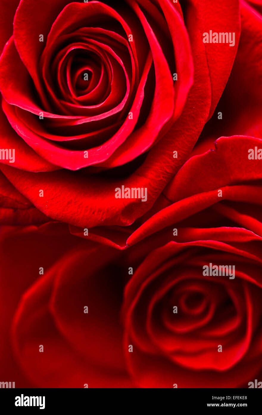 Due rose rosse immagini e fotografie stock ad alta risoluzione - Alamy