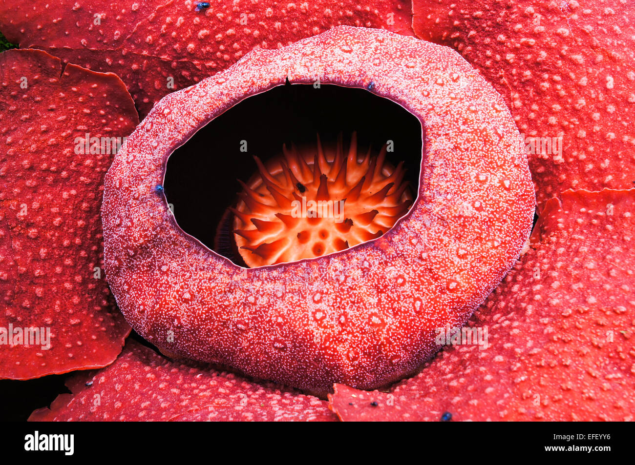 Rafflesia arnoldii immagini e fotografie stock ad alta risoluzione - Alamy