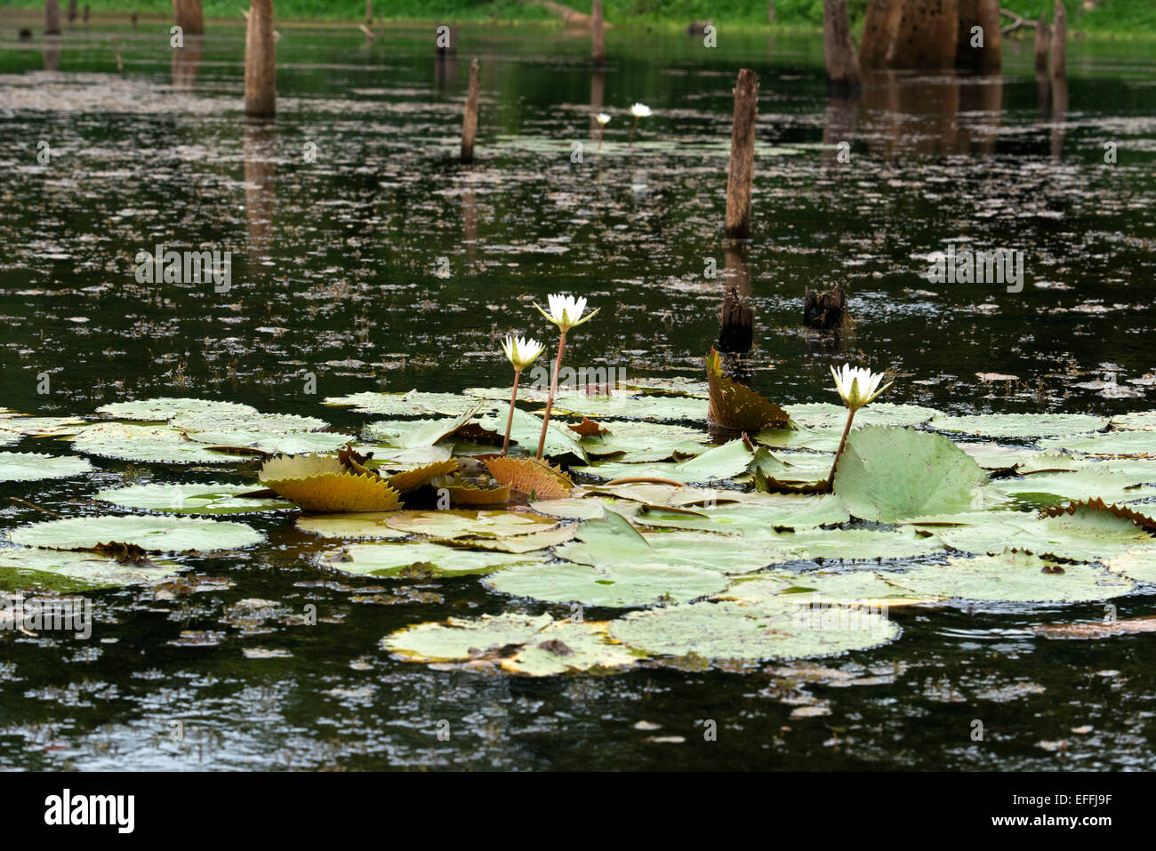 Victoria regia, Victoria Giant Ninfee, Victoria amazonica, Nymphaeaceae ...