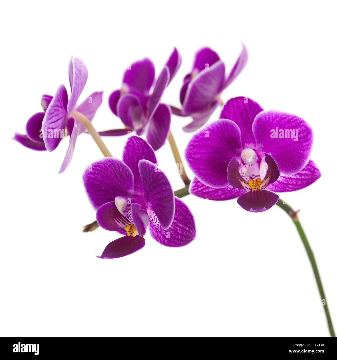Rametto di fioritura di orchidee viola, phalaenopsis isolati su sfondo ...