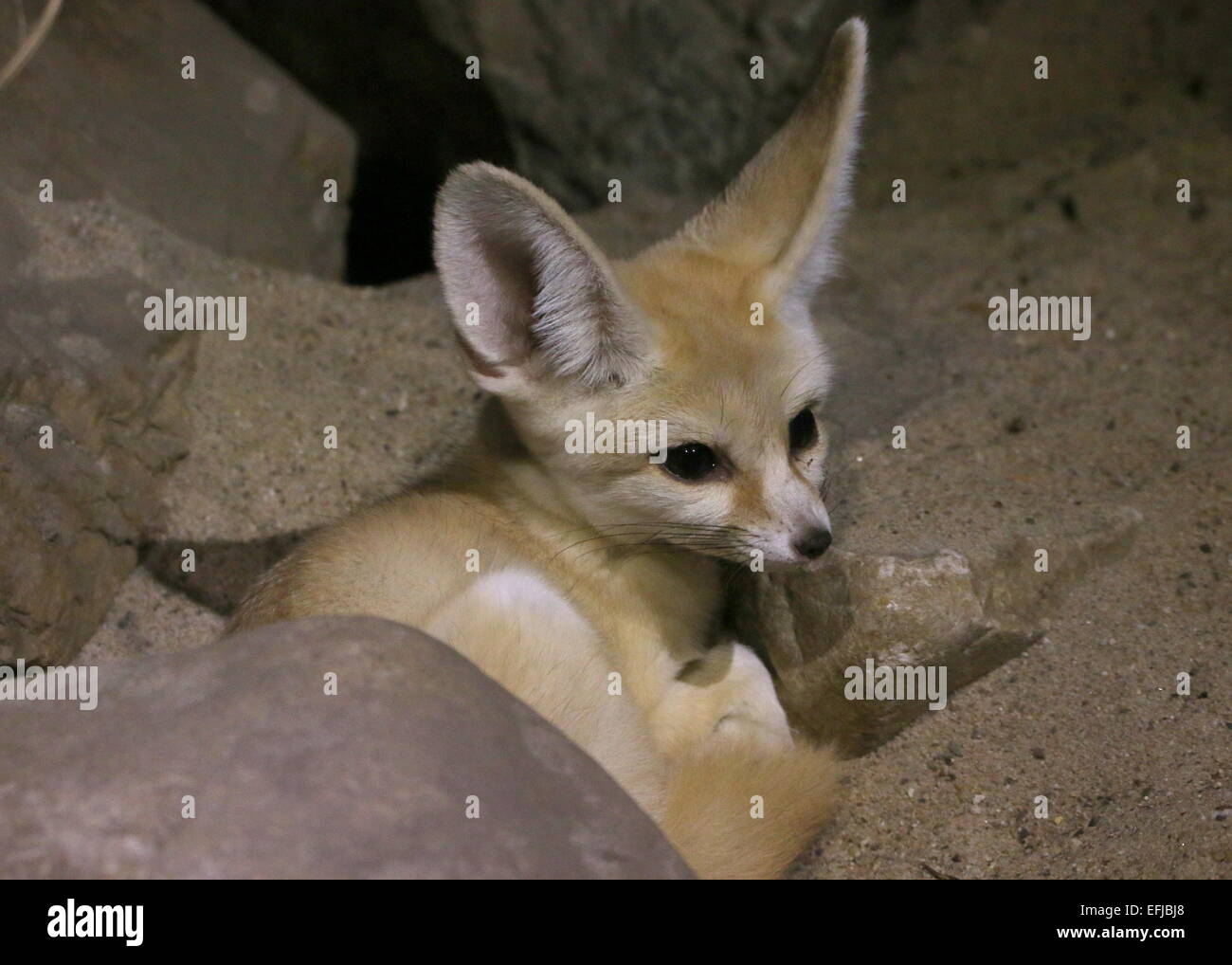 Fennec o desert fox fennecus zerda immagini e fotografie stock ad alta ...