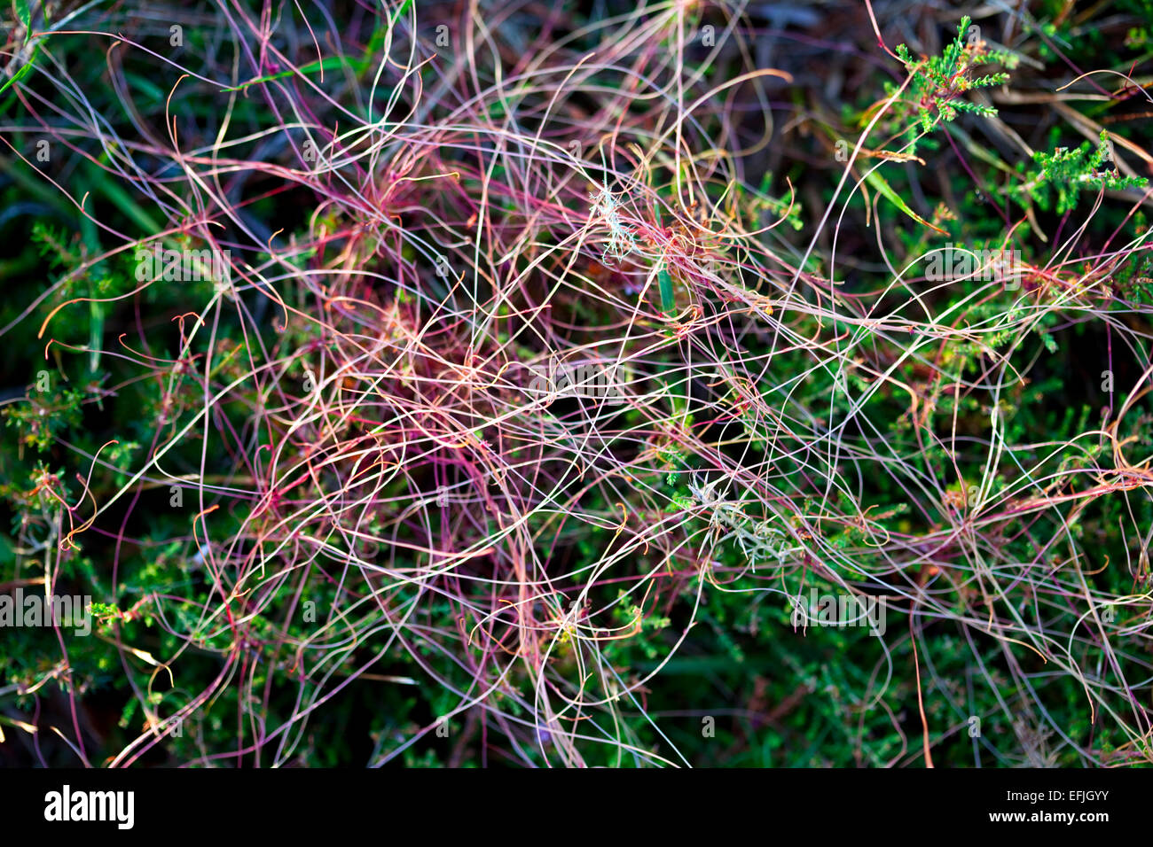 Vegetal texture immagini e fotografie stock ad alta risoluzione - Alamy