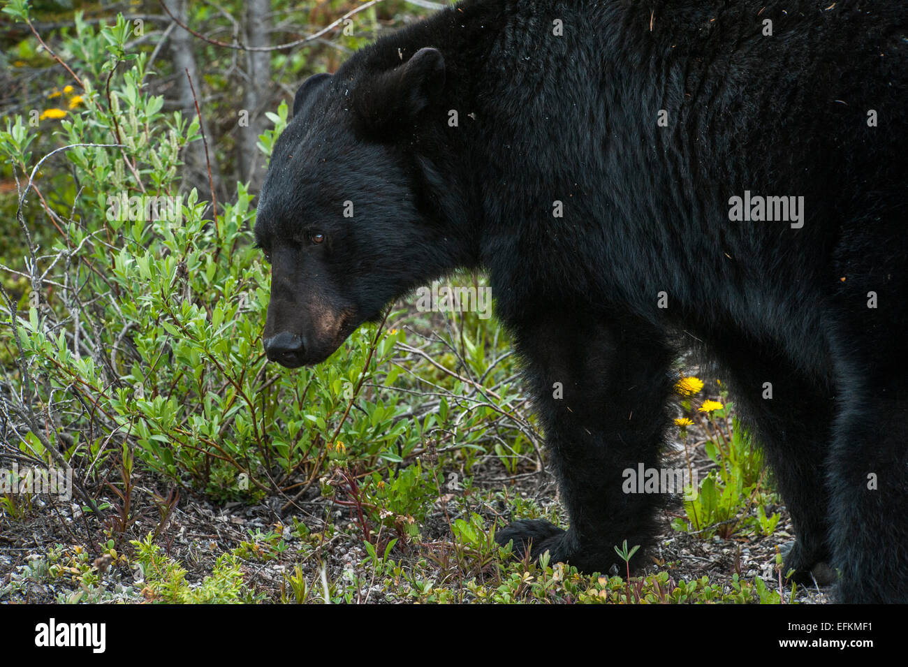 Montagne della zampa di orso immagini e fotografie stock ad alta ...